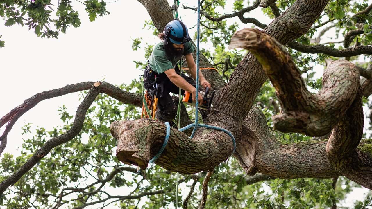 Sydney Tree Lopping: Essential for Healthy and Safe Trees