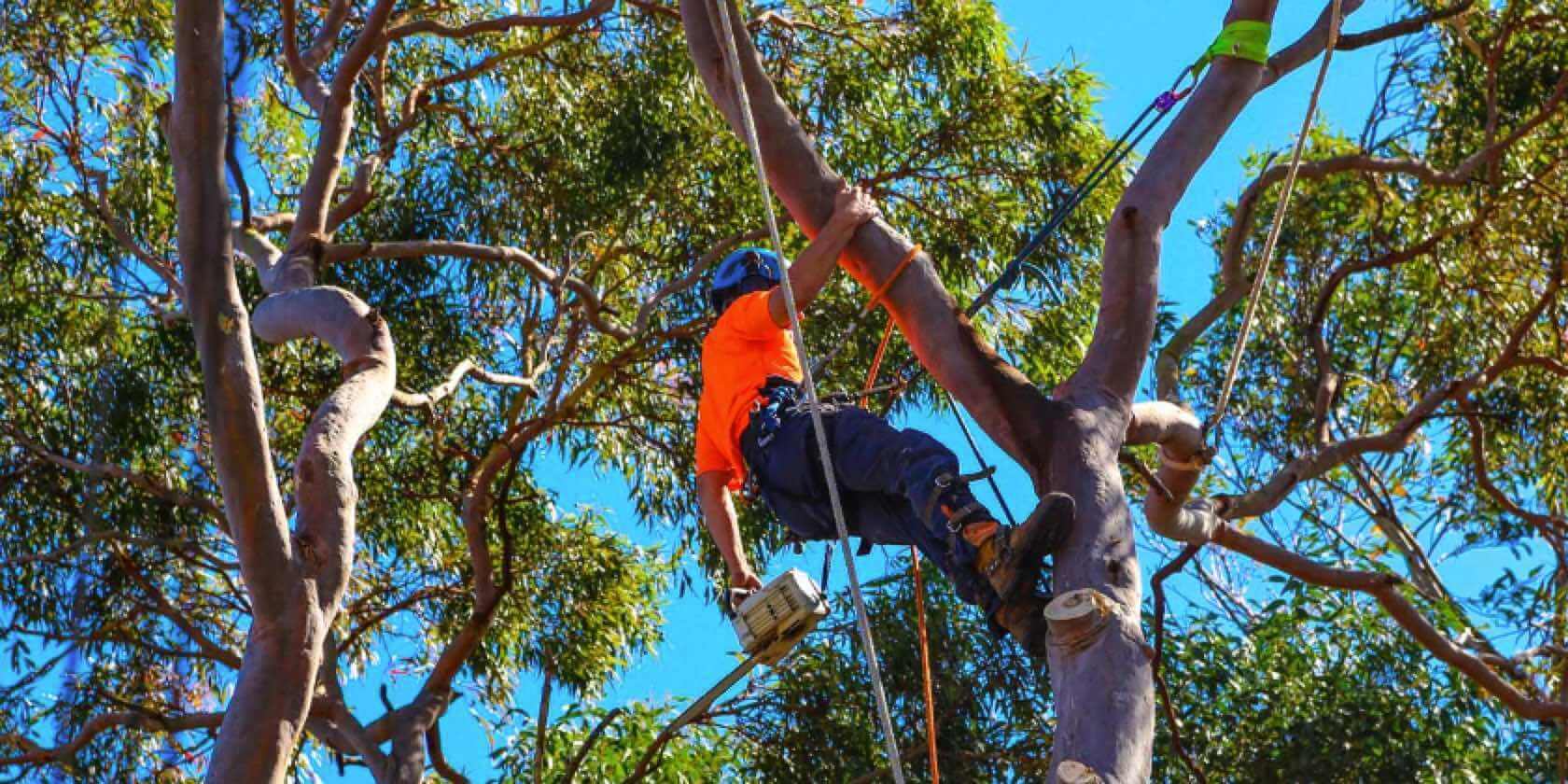 Sydney Tree Lopping: Essential for Healthy and Safe Trees