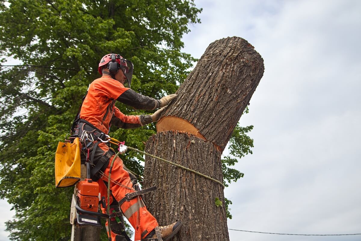 The Best Tree Loppers Near Me: Where to Find Reliable Services